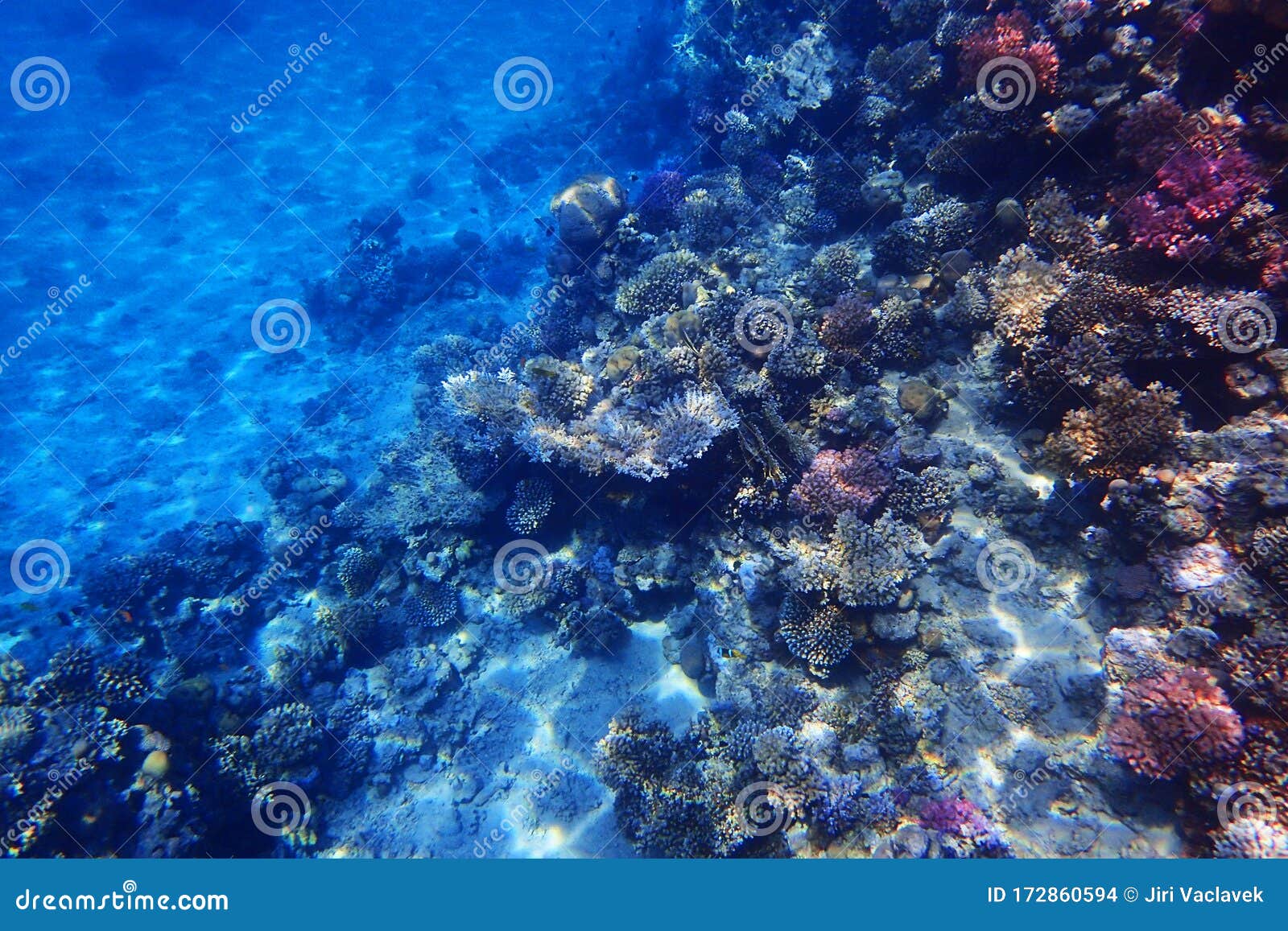 Coral reef in Red Sea stock photo. Image of landscape - 172860594