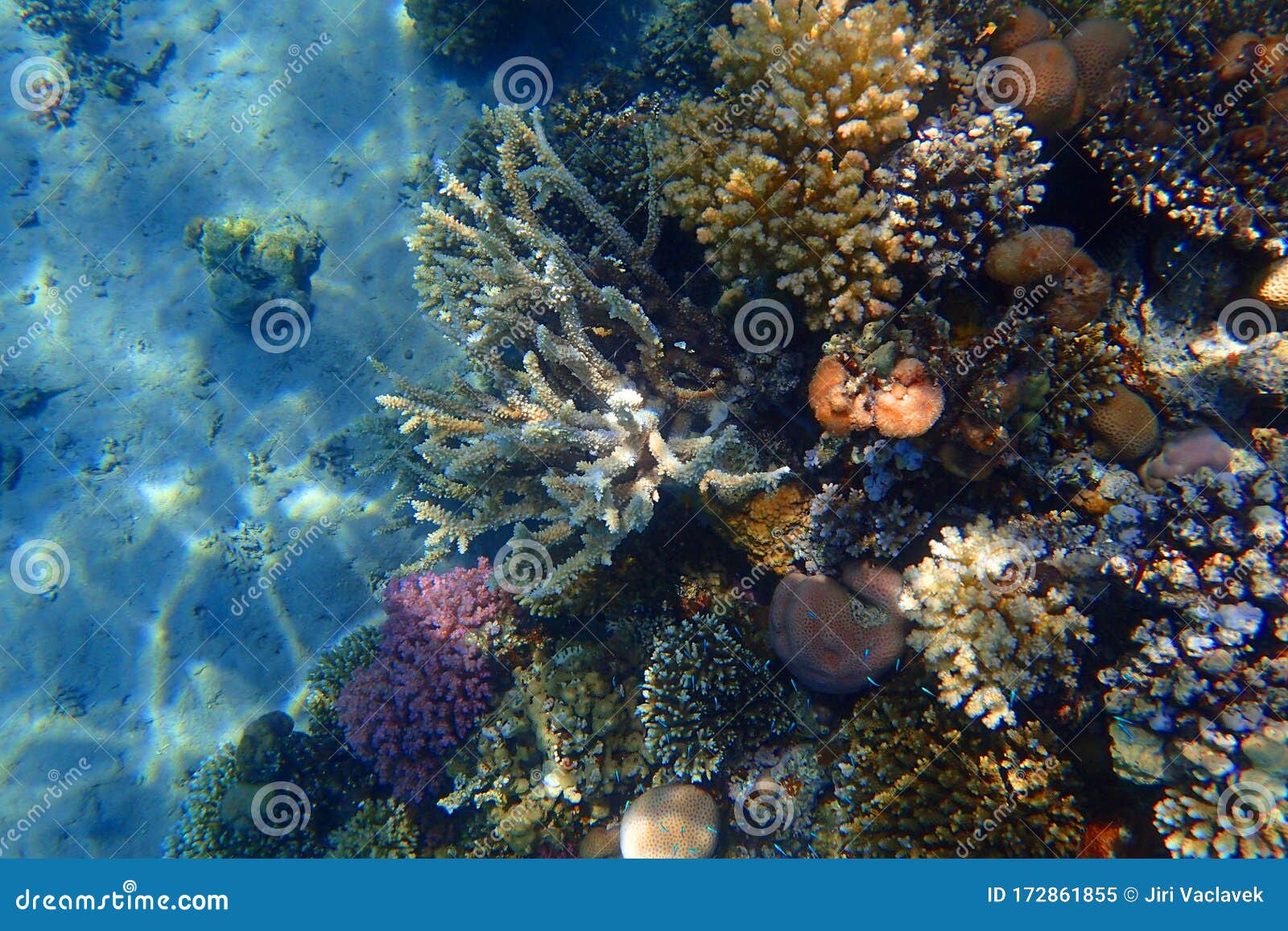 Coral reef in Red Sea stock image. Image of colony, ecosystem - 172861855