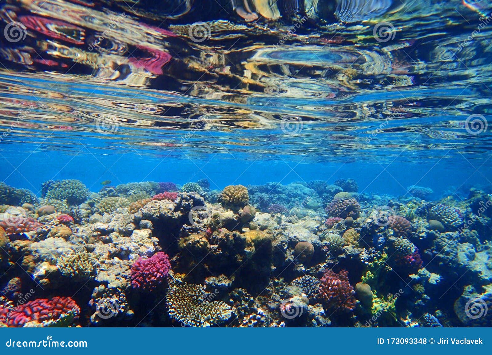 Coral reef in Red Sea stock photo. Image of aquarium - 173093348