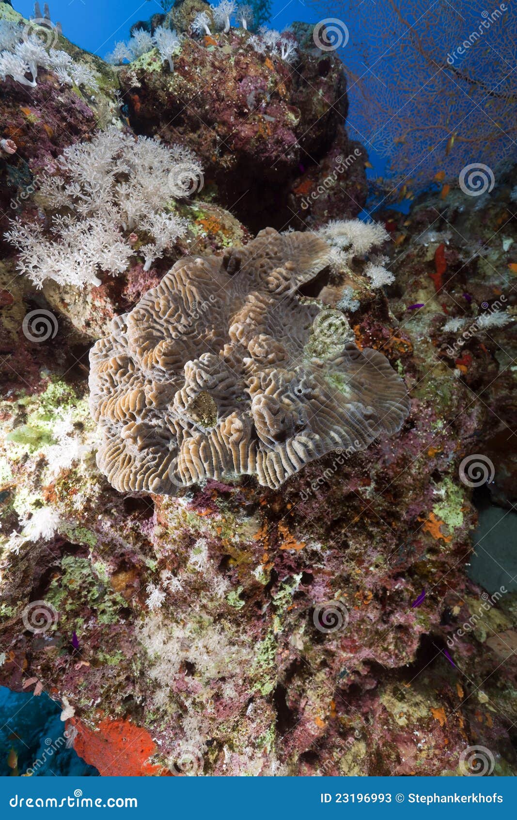 Coral reef in the Red Sea. stock image. Image of animal - 23196993
