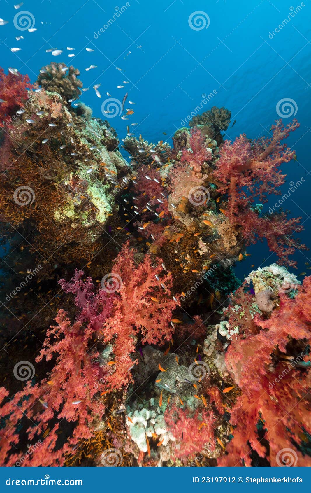 Coral reef in the Red Sea. stock photo. Image of natural - 23197912