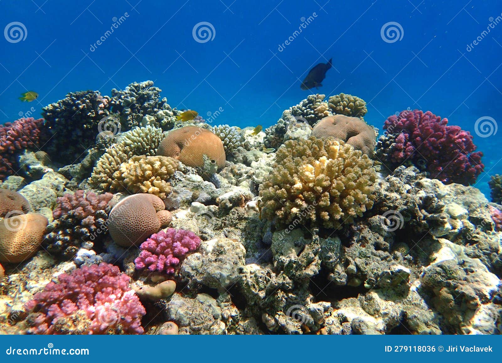 Coral Reef from the Red Sea Stock Photo - Image of underwater, natural ...