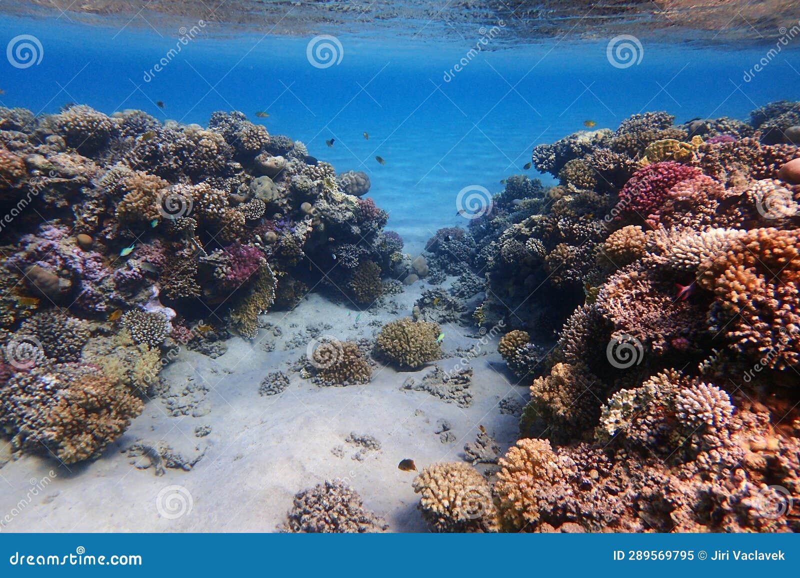 Coral reef in the Red Sea stock image. Image of reef - 289569795
