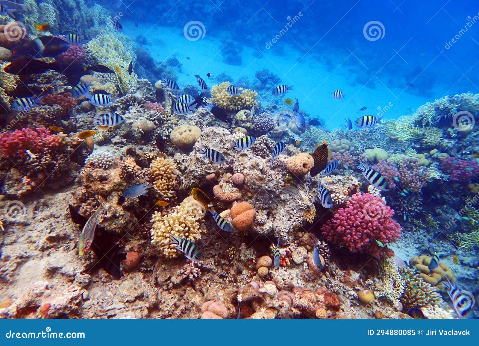 Coral reef in the Red Sea stock image. Image of dive - 294880085