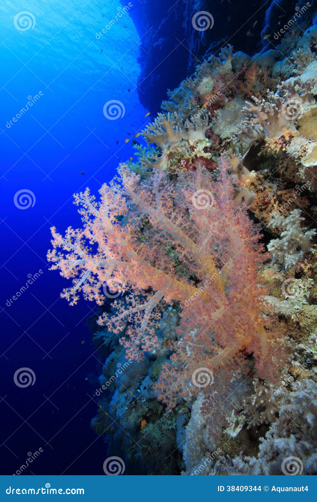 Coral reef of the Red sea stock photo. Image of reef - 38409344