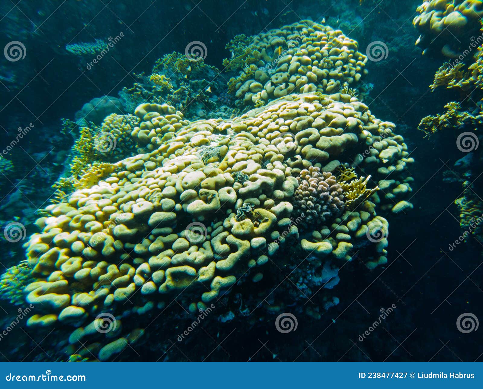 Coral Reef of the Red Sea. Corals Close-up Stock Image - Image of ...