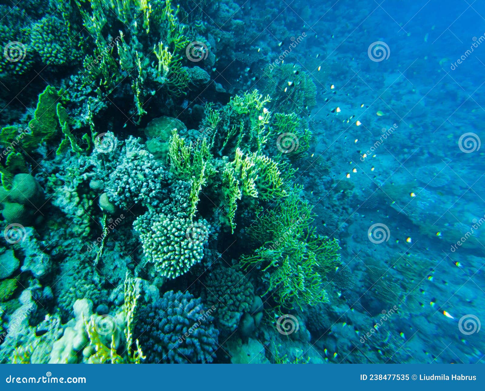 Coral Reef of the Red Sea. Corals Close-up Stock Image - Image of macro ...
