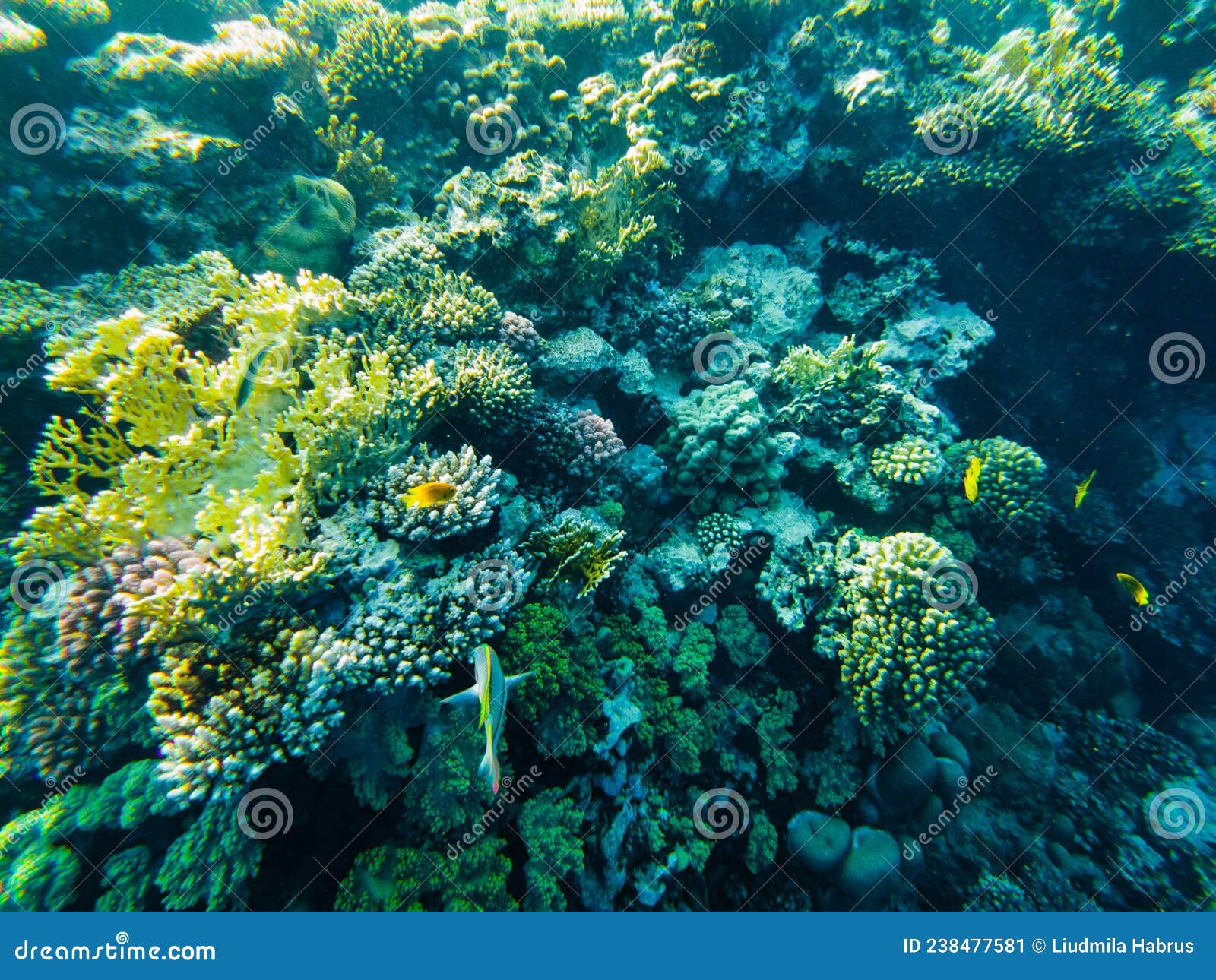 Coral Reef of the Red Sea. Corals Close-up Stock Image - Image of polyp ...