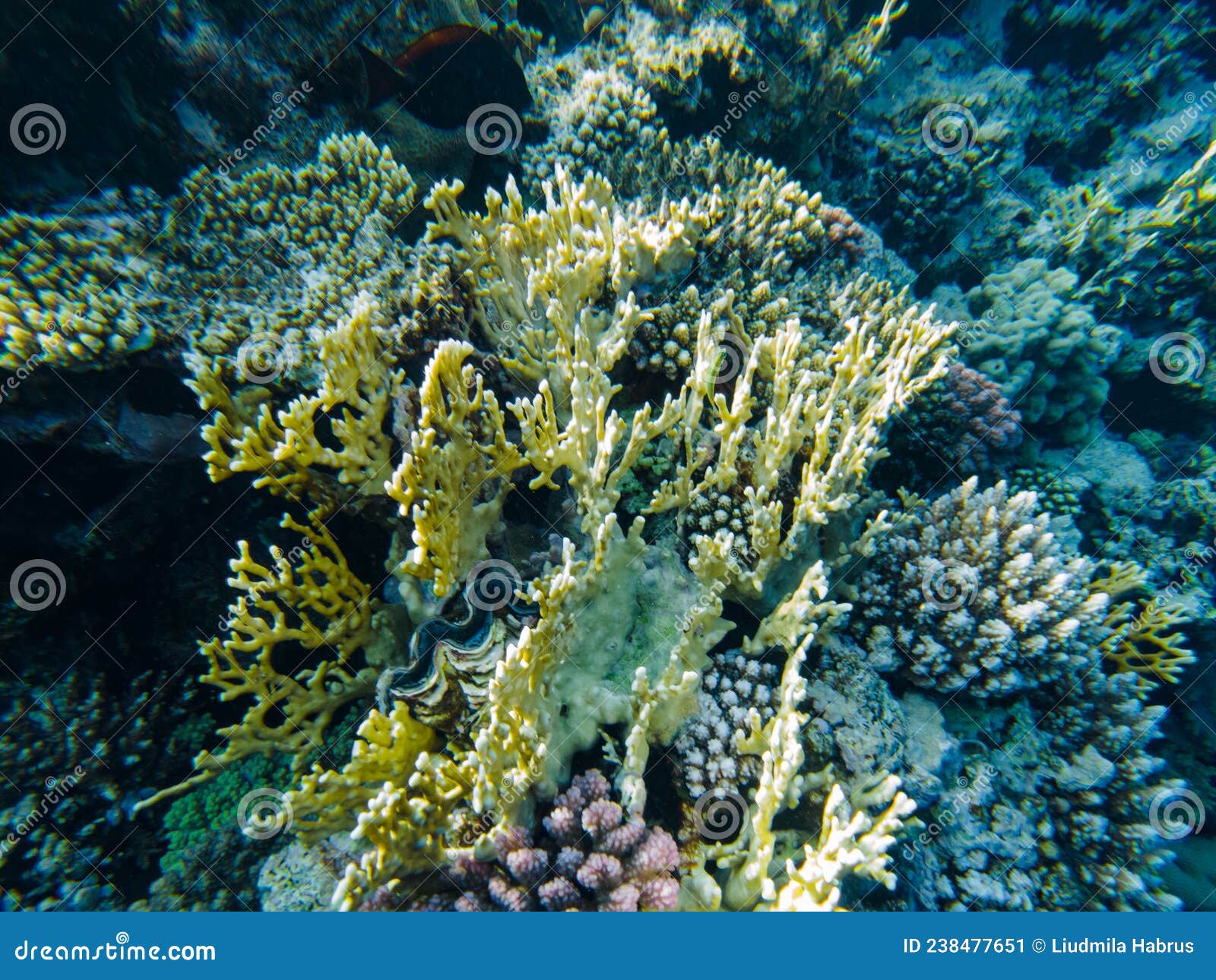 Coral Reef of the Red Sea. Corals Close-up Stock Image - Image of ...