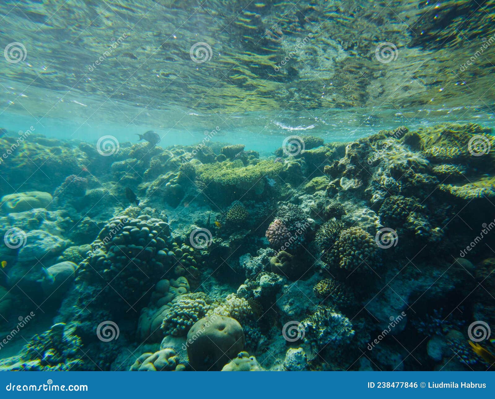 Coral Reef of the Red Sea. Corals Close-up Stock Photo - Image of ...