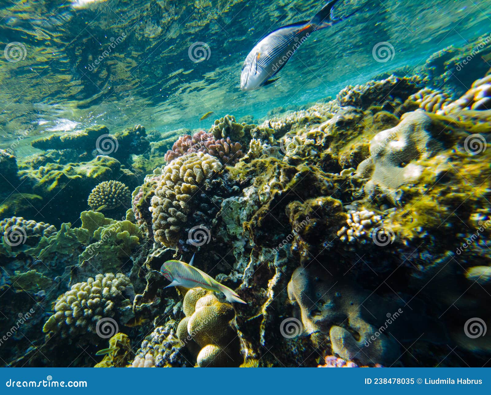 Coral Reef of the Red Sea. Corals Close-up Stock Image - Image of ...