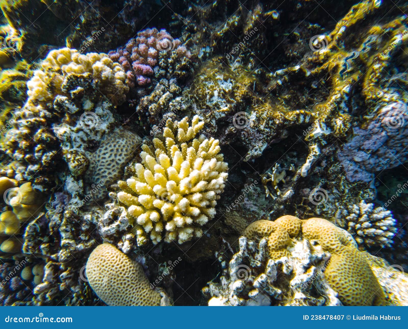 Coral Reef of the Red Sea. Corals Close-up Stock Image - Image of reef ...