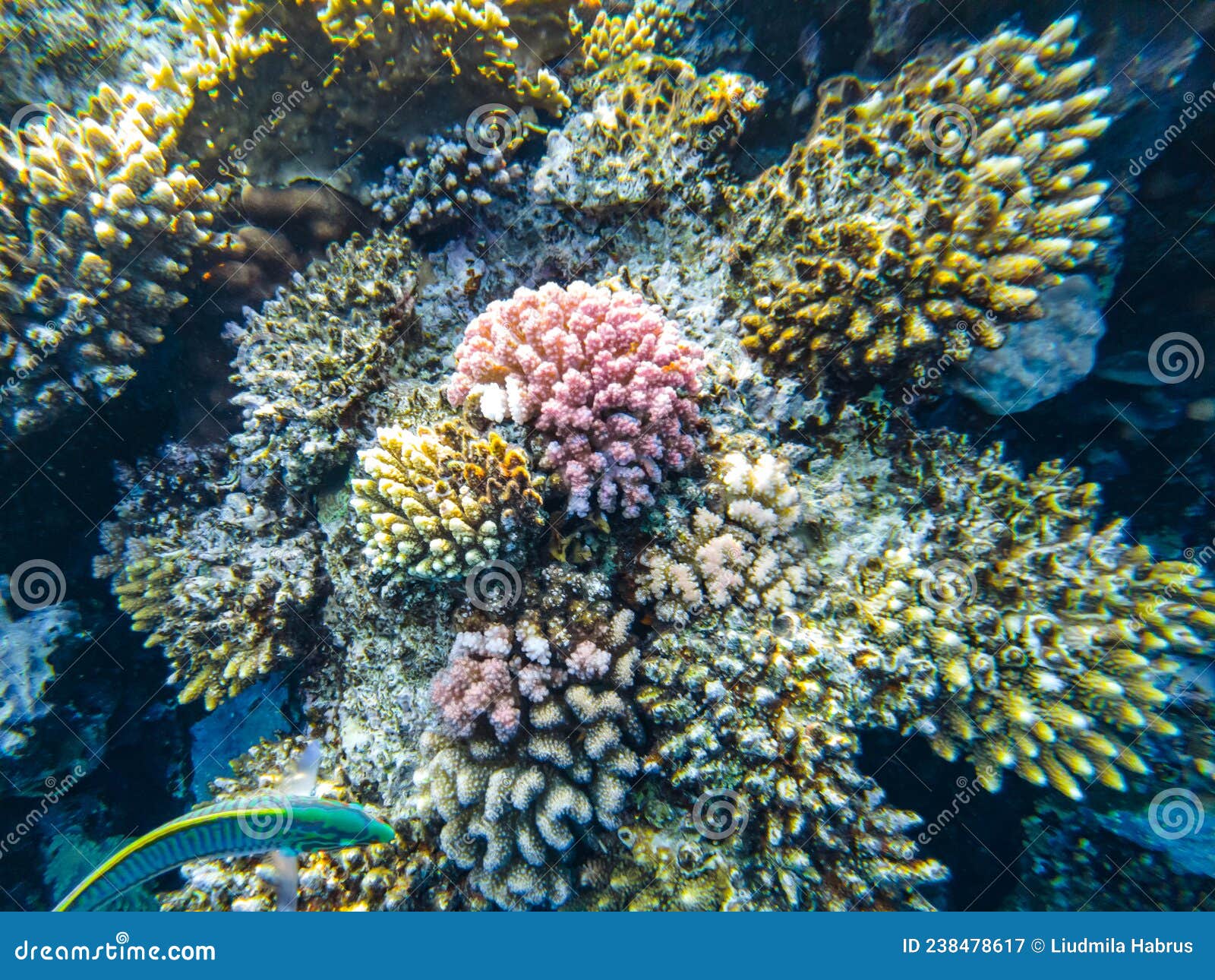 Coral Reef of the Red Sea. Corals Close-up Stock Image - Image of ...