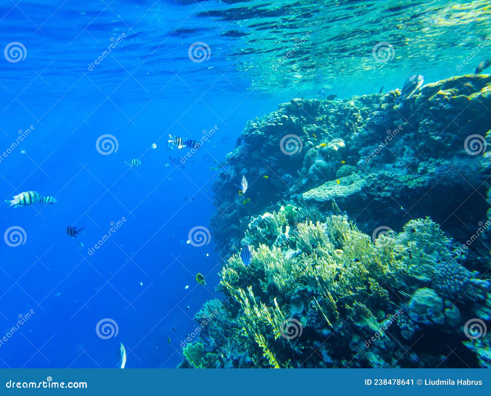 Coral Reef of the Red Sea. Corals Close-up Stock Image - Image of blue ...