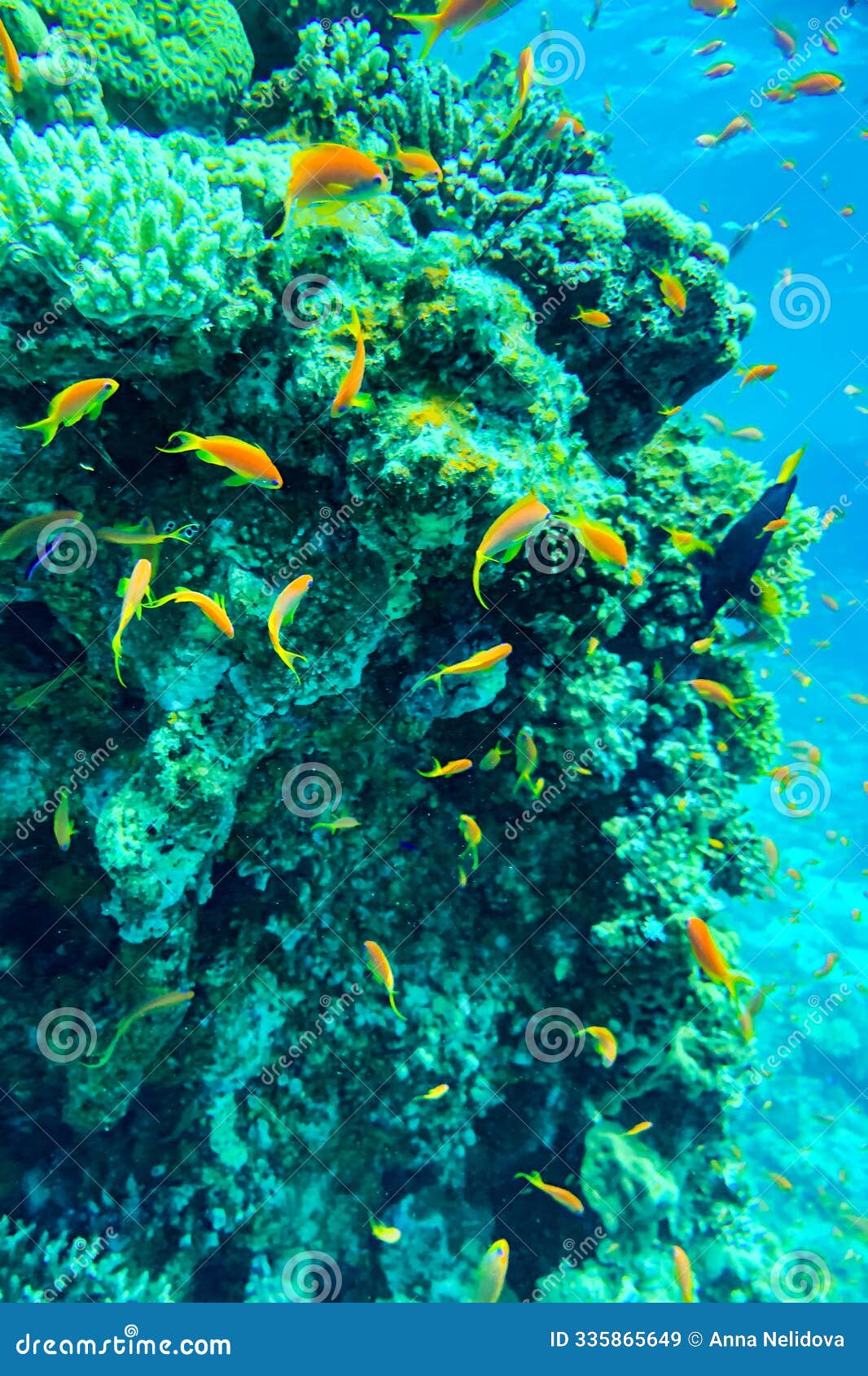 Coral Reef at the Red Sea,Egypt. Coral Yellow Fish Stock Image - Image ...