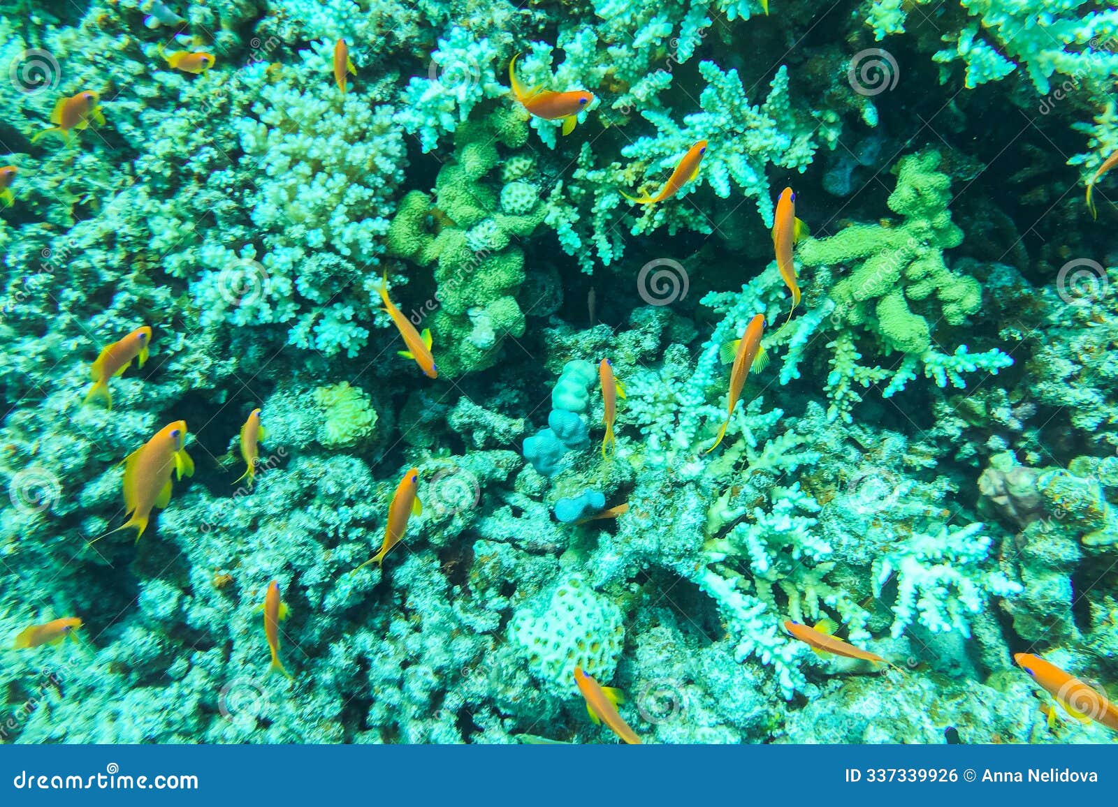 Coral Reef at the Red Sea,Egypt. Coral Yellow Fish Stock Photo - Image ...