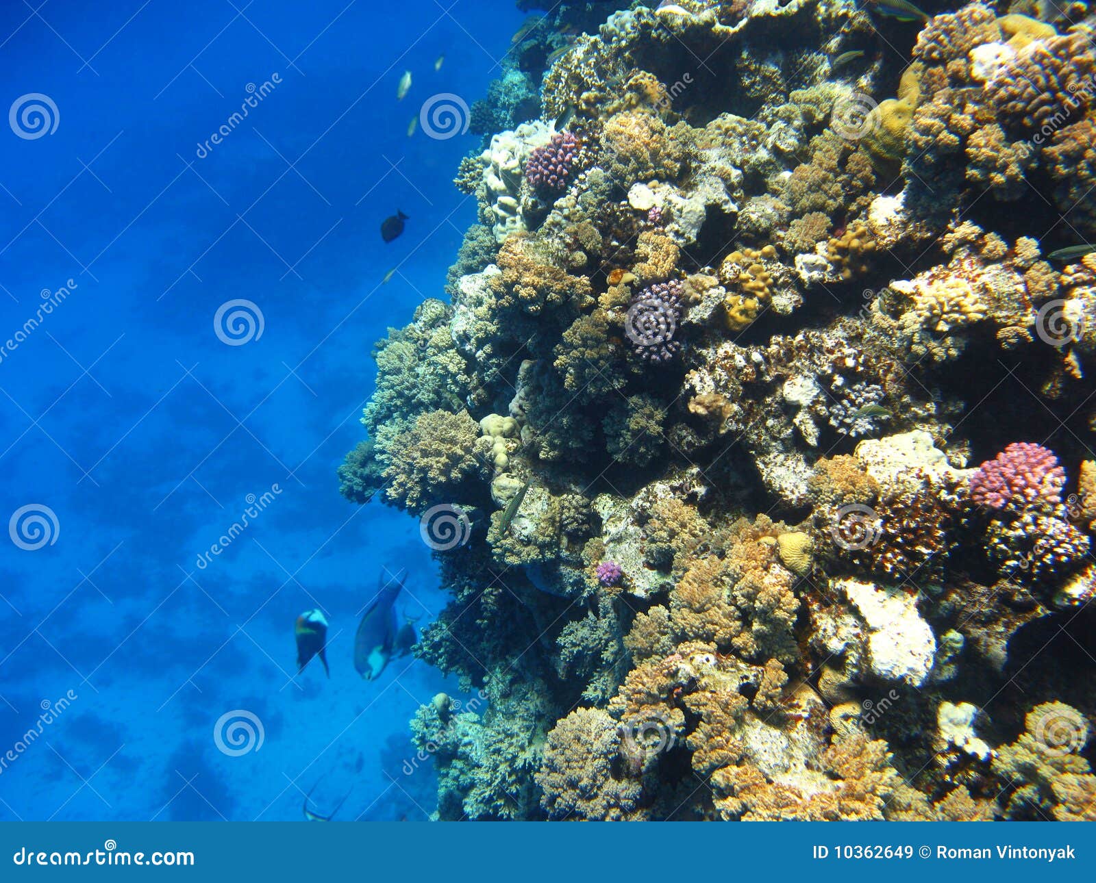 Coral Reef in Red Sea, Marsa Alam Stock Image - Image of nature, egypt ...