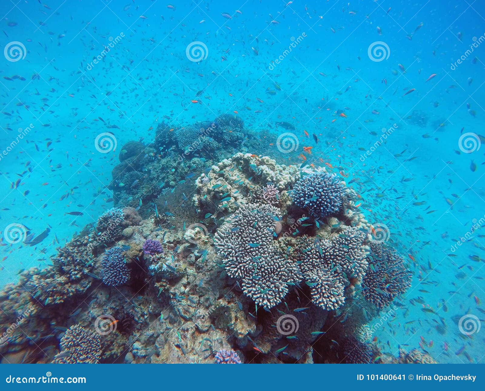 Coral reef in the Red Sea stock image. Image of coral - 101400641