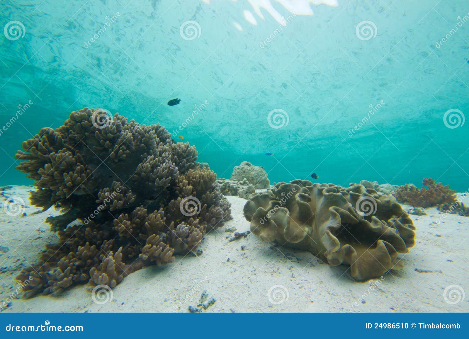 Coral reef reflection stock photo. Image of underwater - 24986510