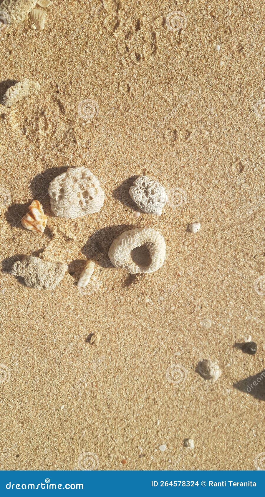 Coral Reef on the Sands of Beach Stock Photo - Image of reef, sands ...