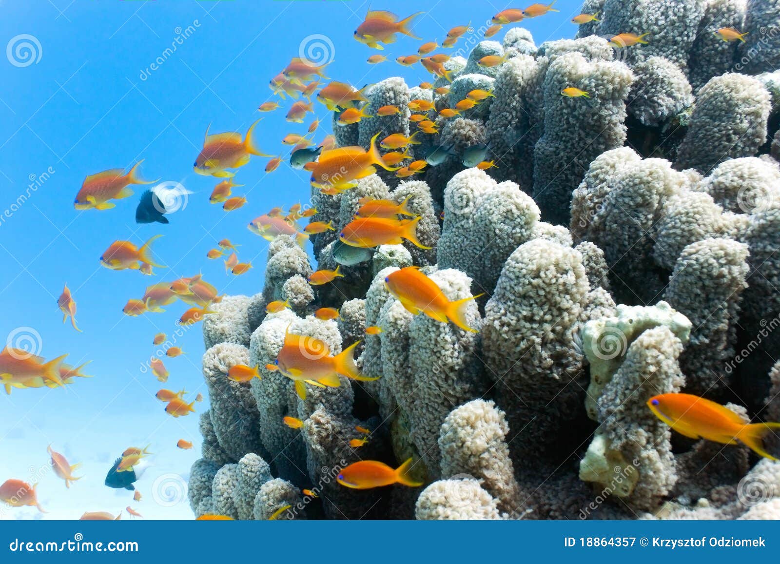 Coral reef scene stock image. Image of clear, reflect - 18864357