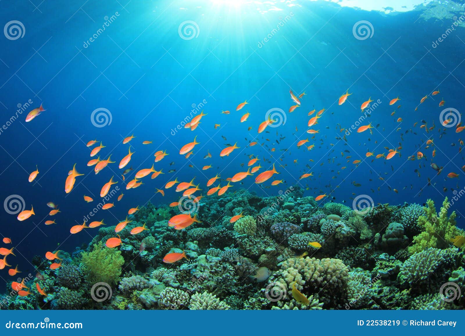 Coral Reef Scene stock image. Image of coral, anthias - 22538219
