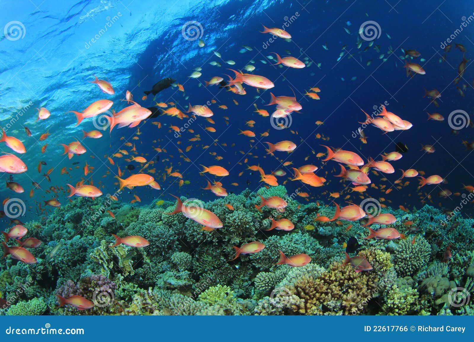 Coral Reef Scene stock photo. Image of ecosystem, color - 22617766
