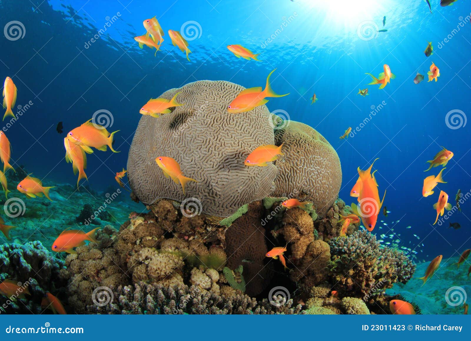Coral Reef Scene stock image. Image of sponge, coral - 23011423