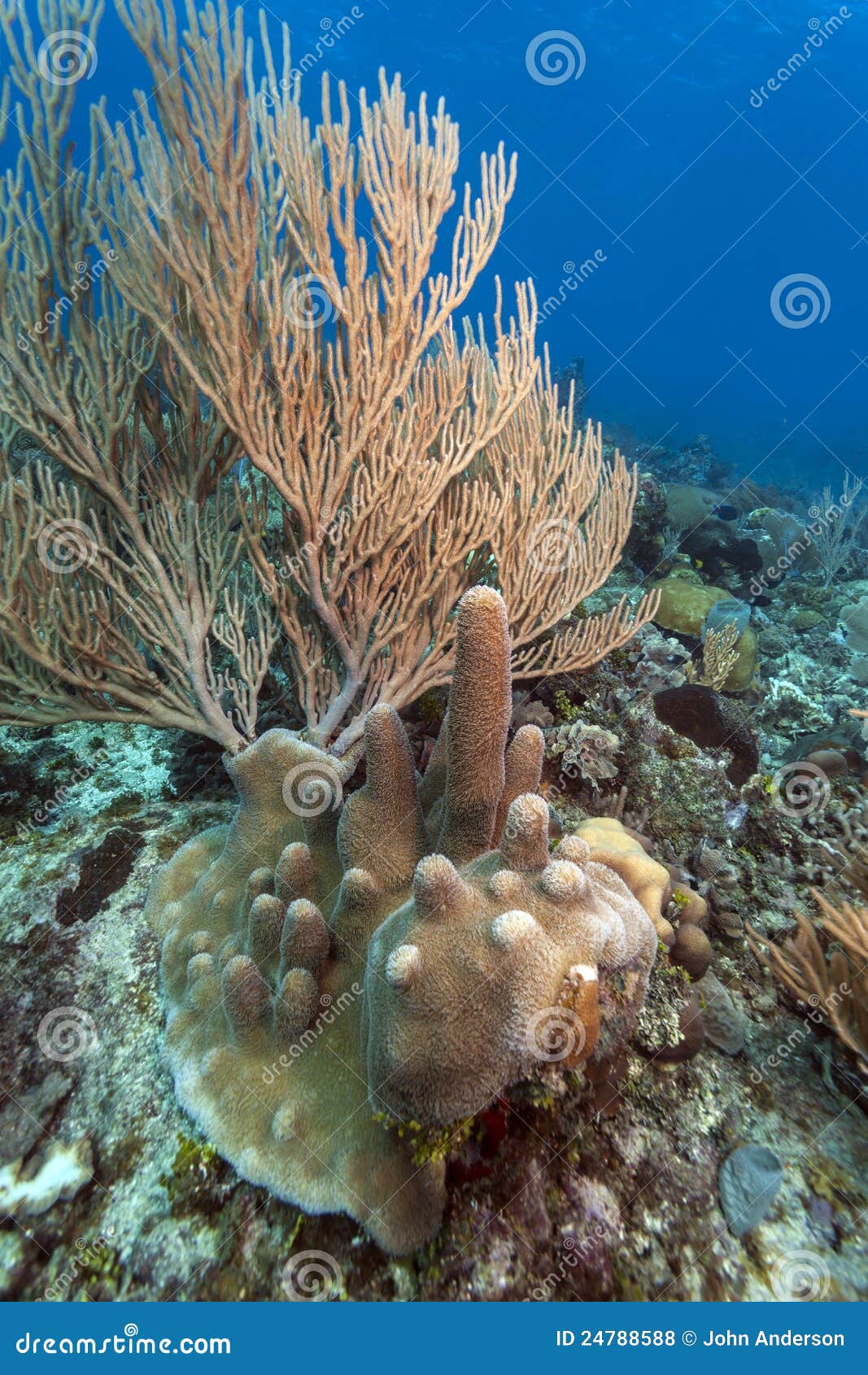 Coral reef scene stock photo. Image of marine, coral - 24788588