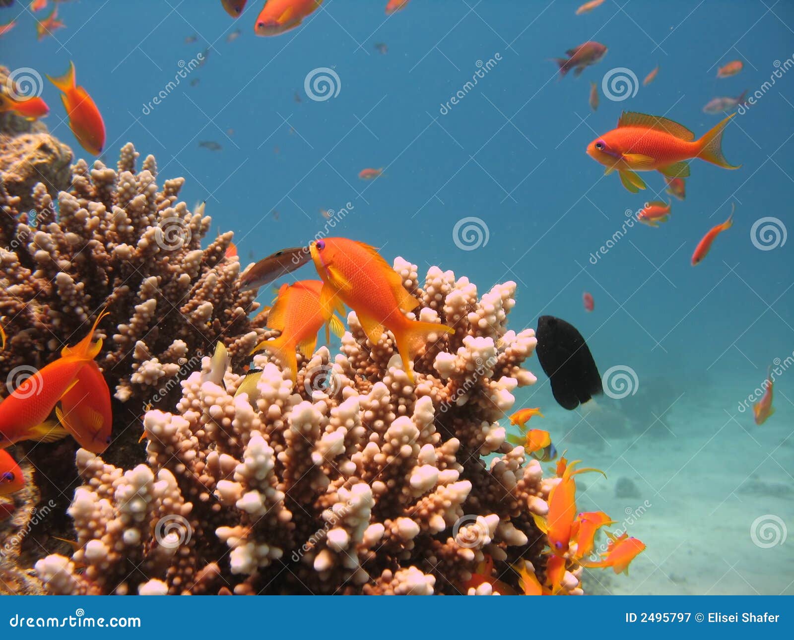 Coral Reef Scene stock image. Image of nature, exploration - 2495797