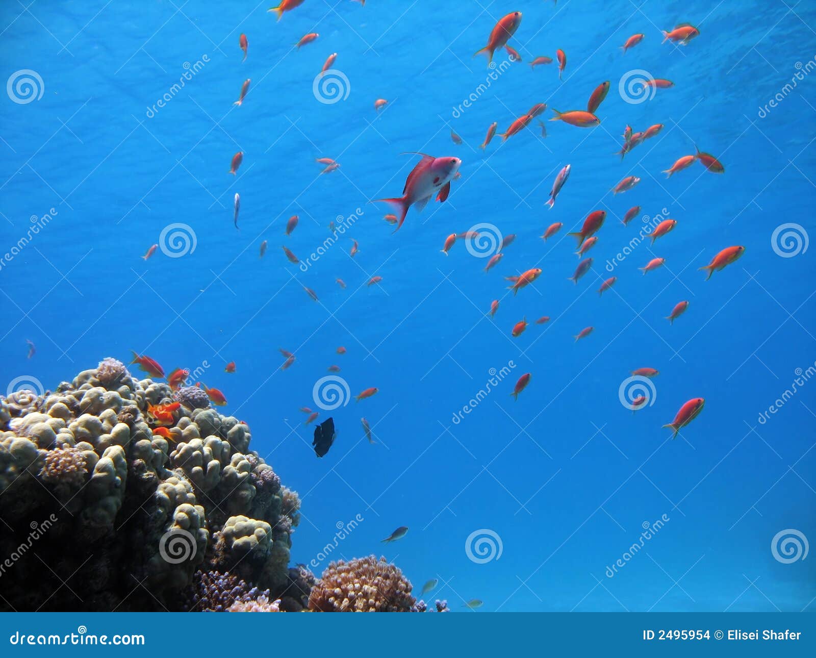 Coral Reef Scene stock photo. Image of coral, anthia, gold - 2495954