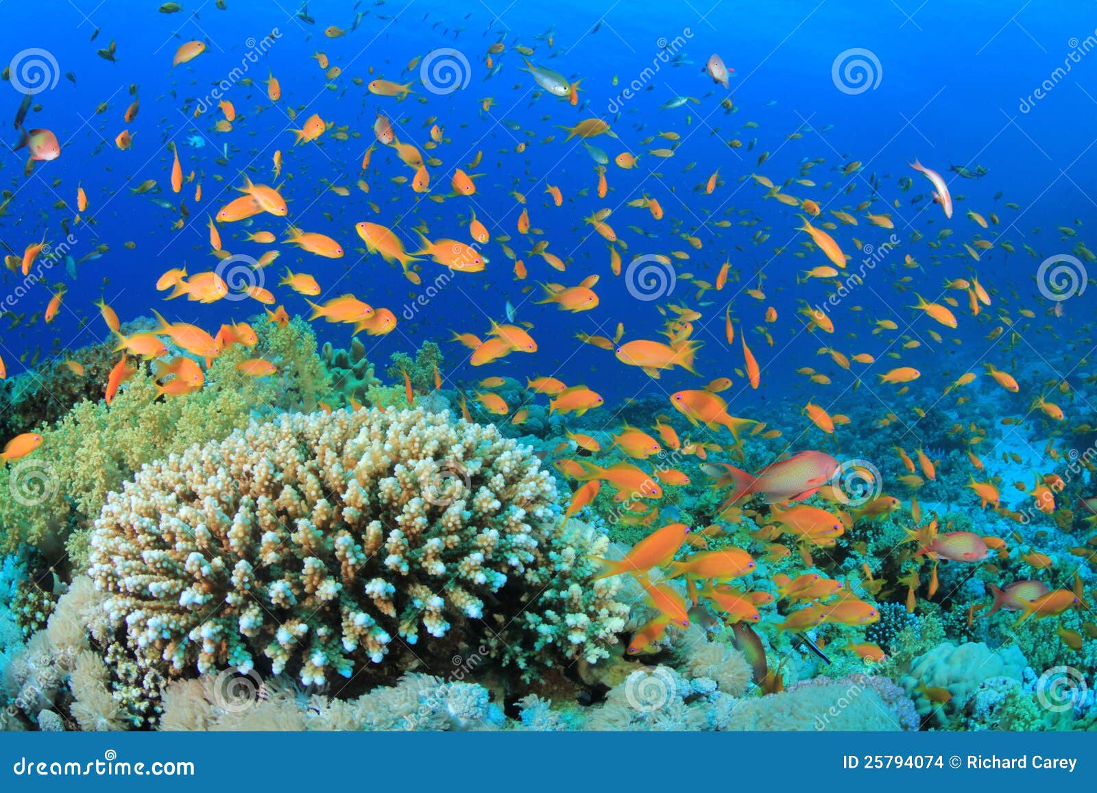 Coral Reef Scene stock photo. Image of animal, marsa - 25794074