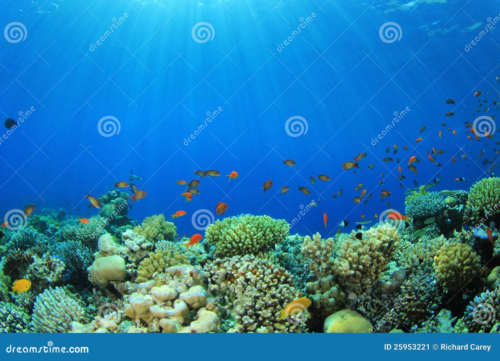 Coral Reef Scene stock image. Image of coral, sharm, mohamed - 25953221