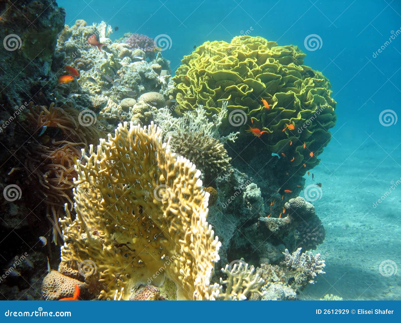 Coral Reef Scene stock image. Image of explore, tropical - 2612929