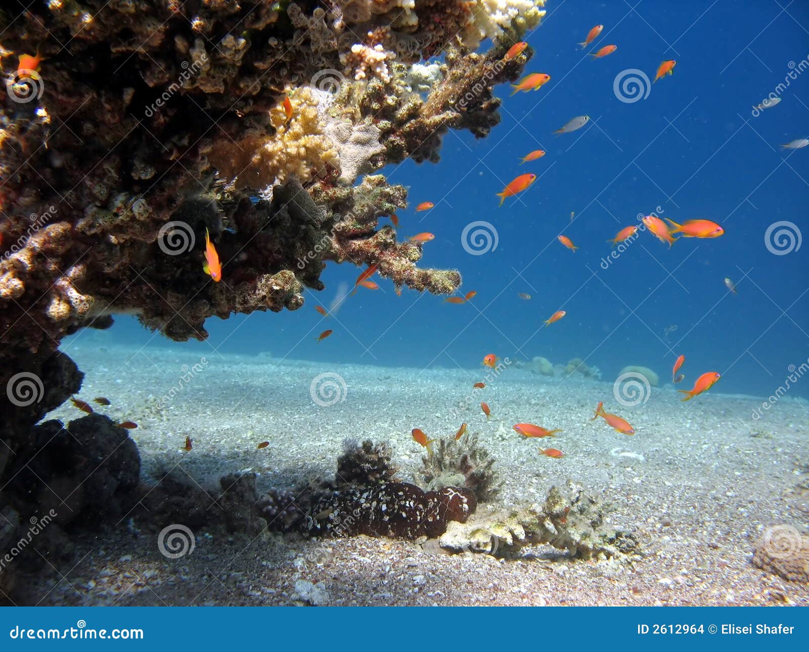 Coral Reef Scene stock photo. Image of saltwater, hardcoral - 2612964