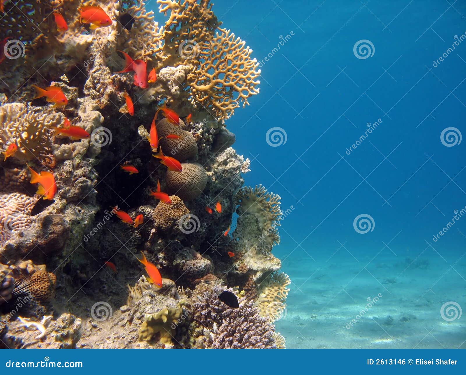 Coral Reef Scene stock photo. Image of exploration, diving - 2613146