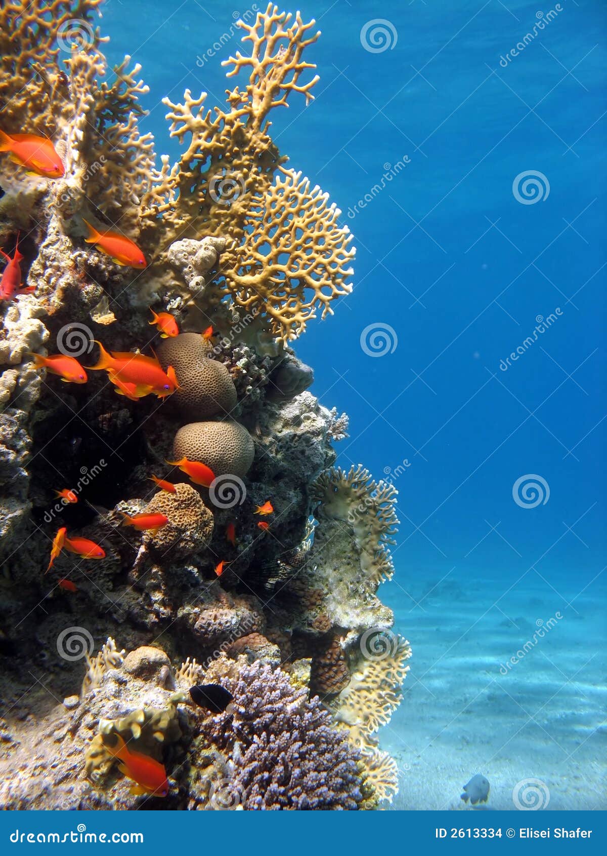 Coral Reef Scene stock photo. Image of nature, animal - 2613334