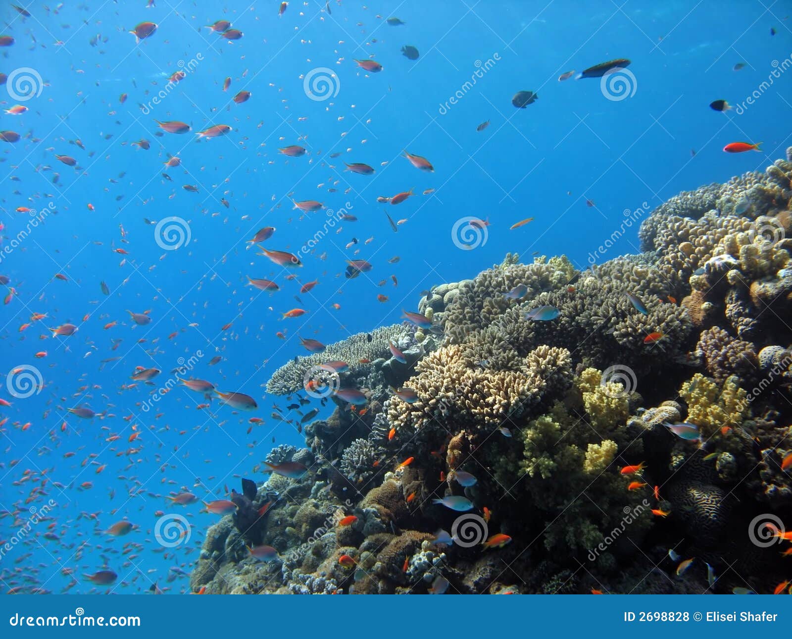 Coral Reef Scene stock photo. Image of fish, diving, water - 2698828