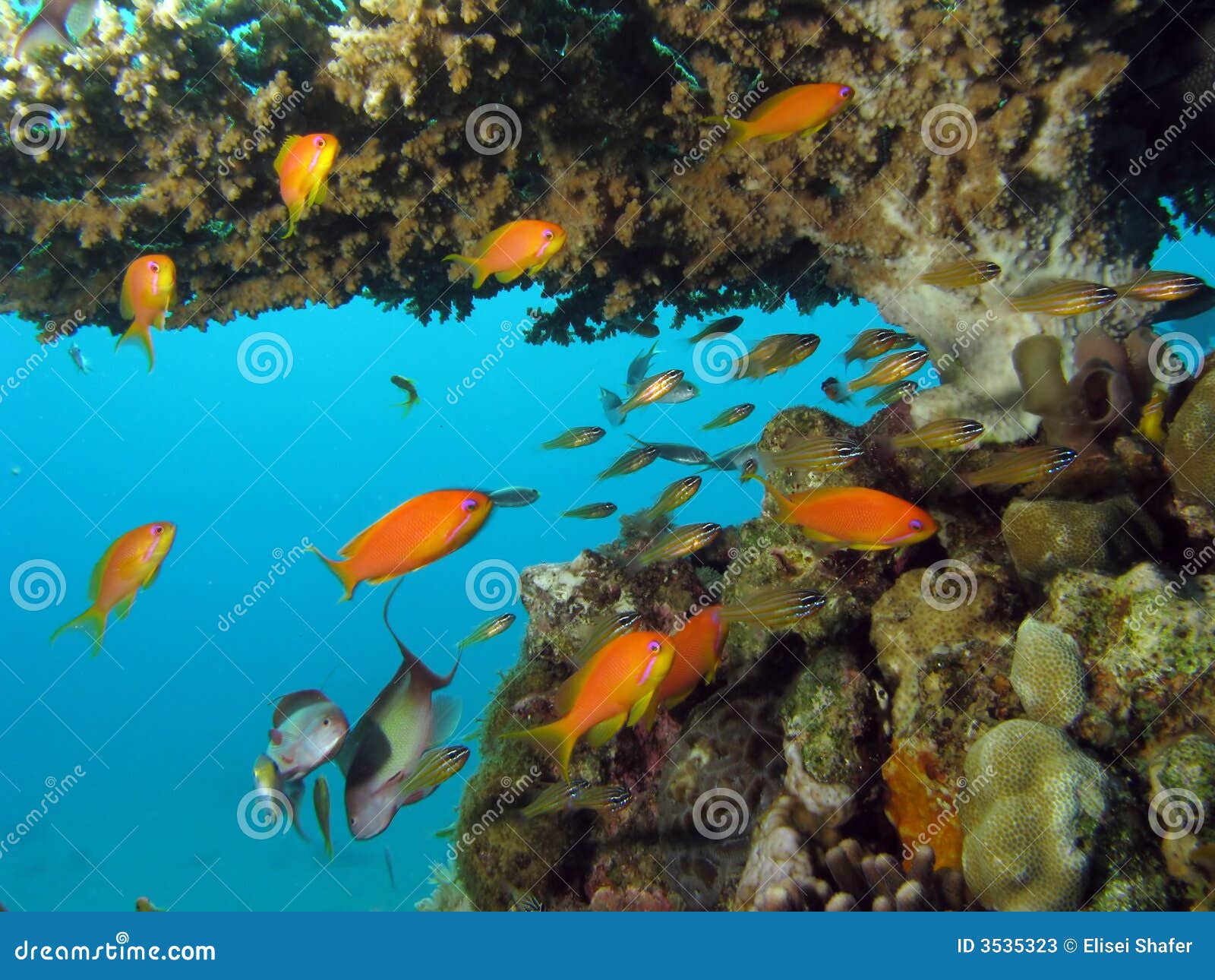 Coral Reef Scene stock image. Image of exotic, israel - 3535323