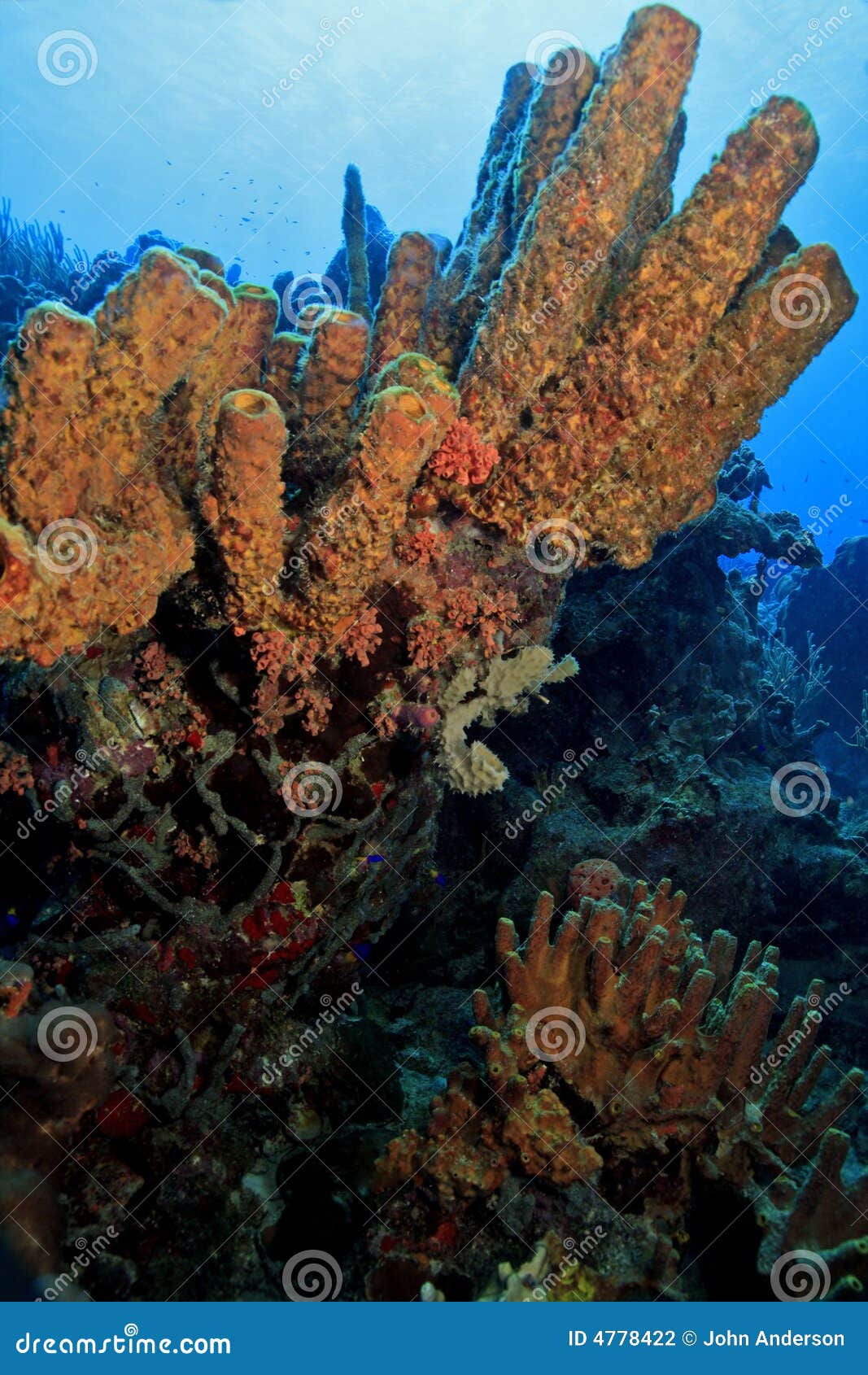 Coral reef scene stock photo. Image of caribbean, island - 4778422