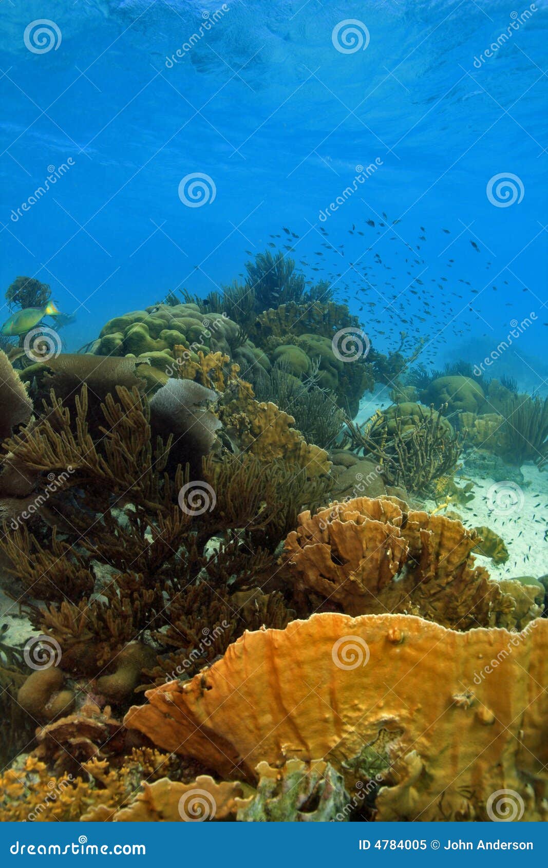 Reef Scene Looking Up To Surface At Gota Kebir, St John's Reefs ...