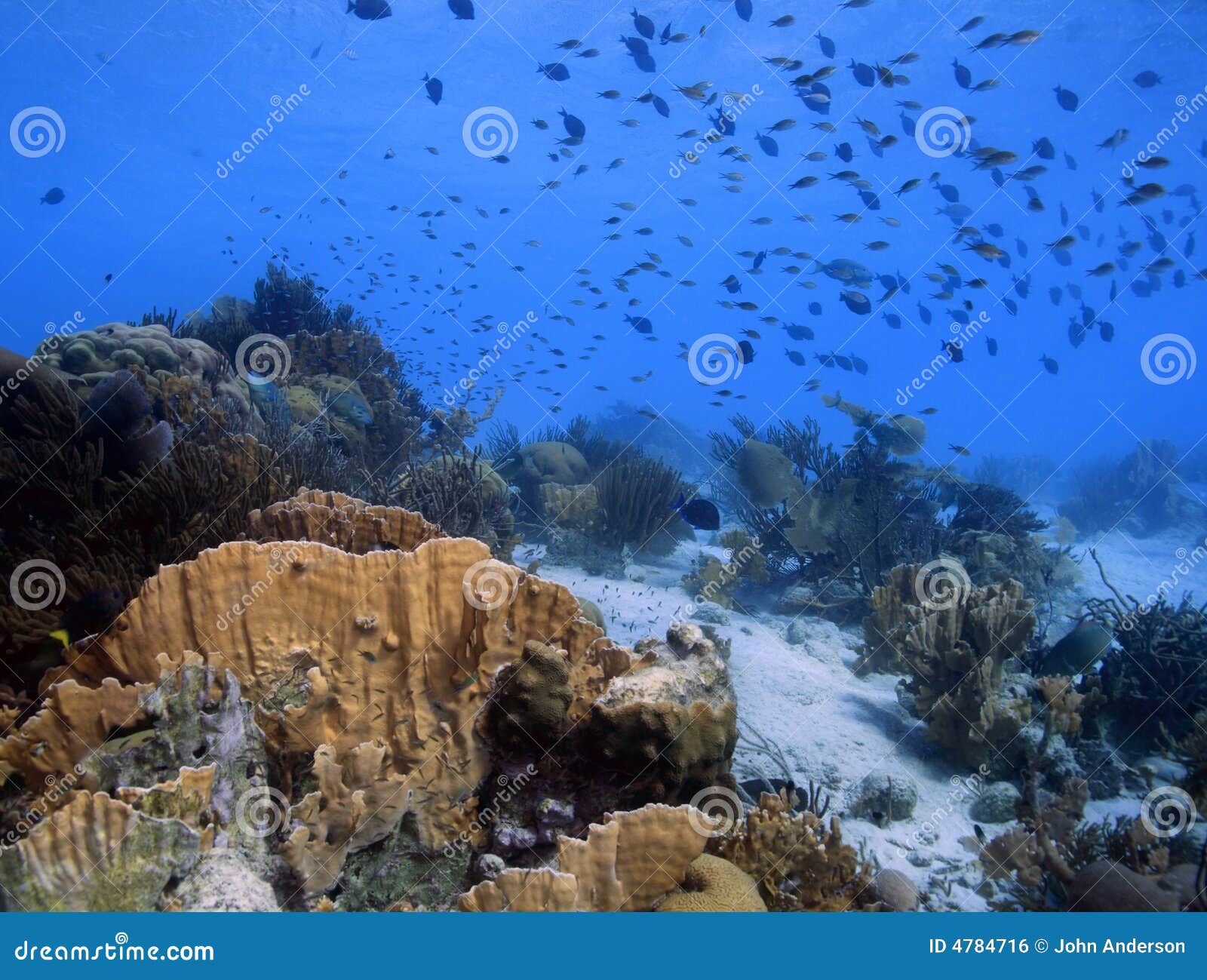 Coral reef scene stock photo. Image of ocean, island, landscape - 4784716