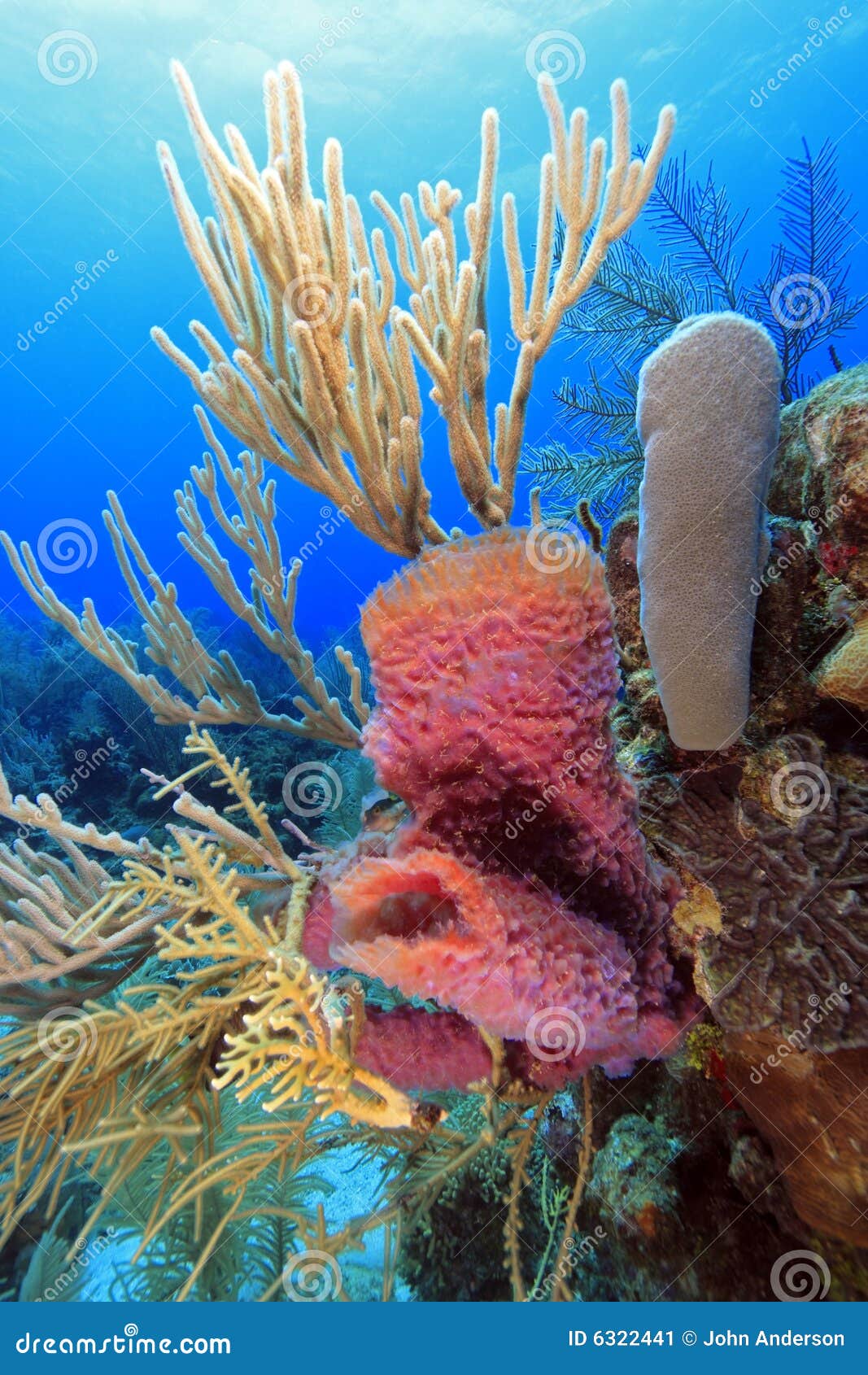 Coral reef scene stock image. Image of caribbean, ocean - 6322441
