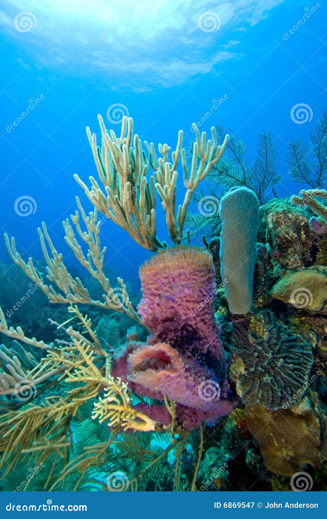 Coral reef scene stock image. Image of vase, coral, sponge - 6869547