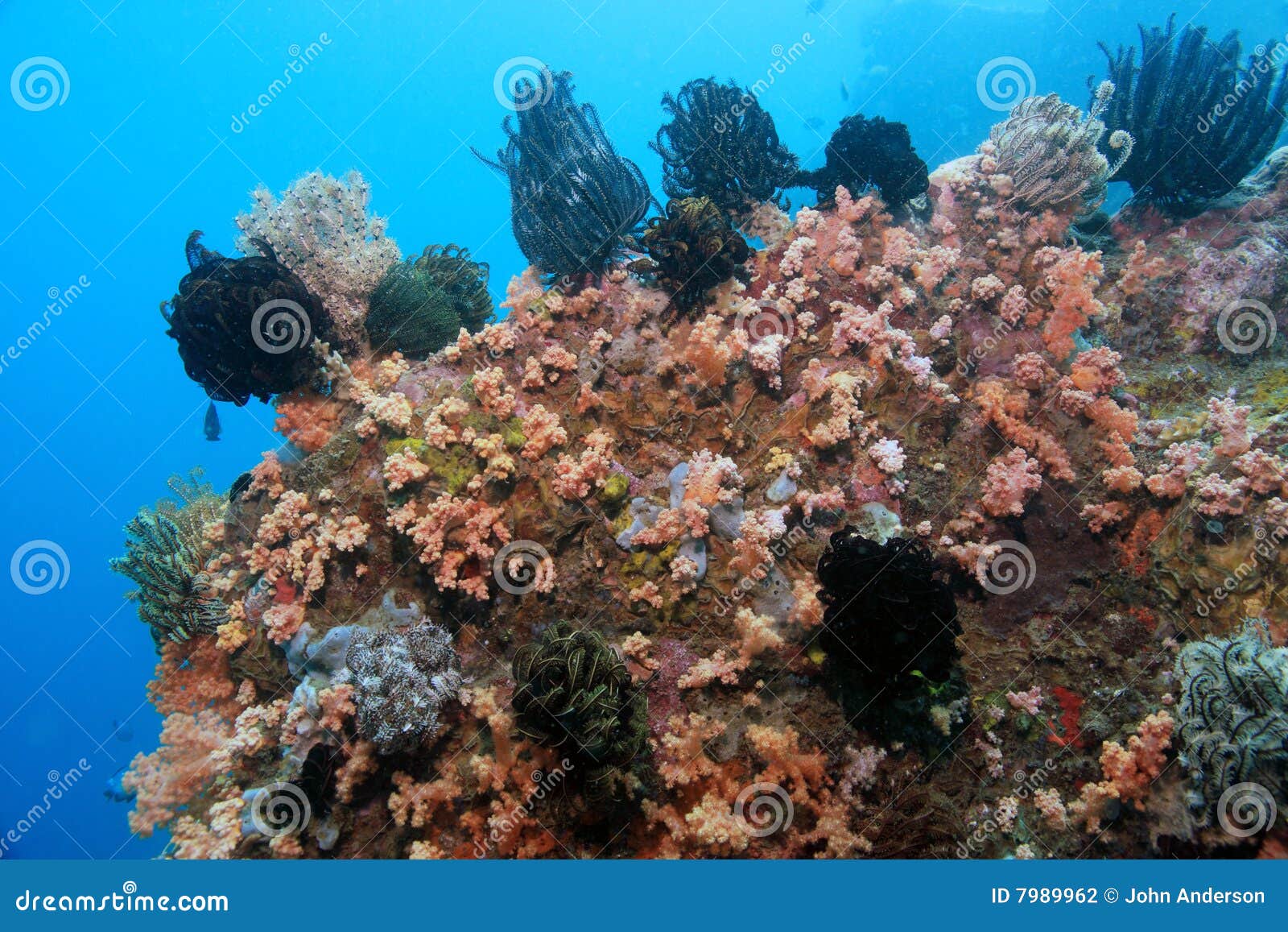 Coral reef scene stock photo. Image of ocean, straits - 7989962