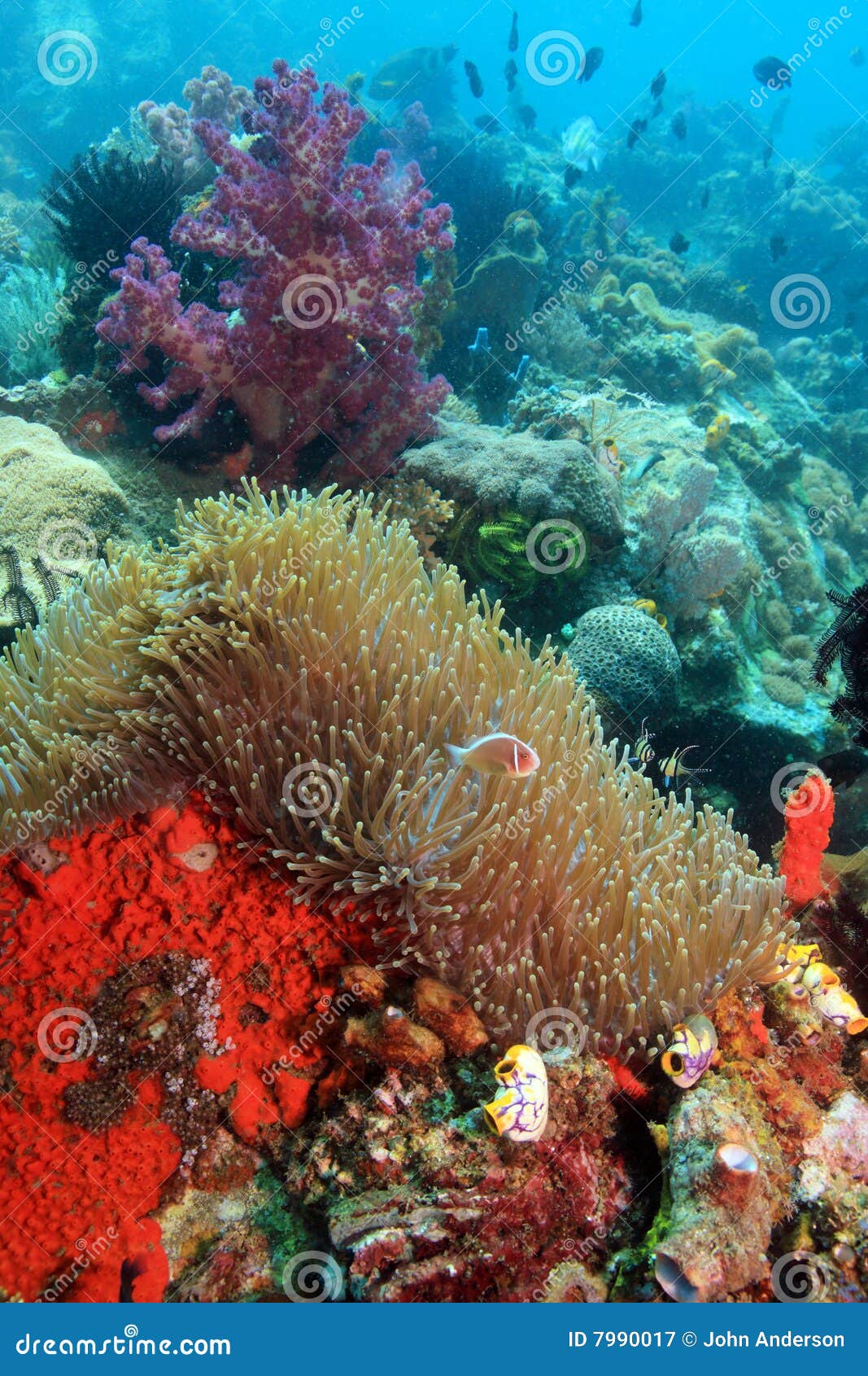 Coral reef scene stock image. Image of pink, anenomefish - 7990017