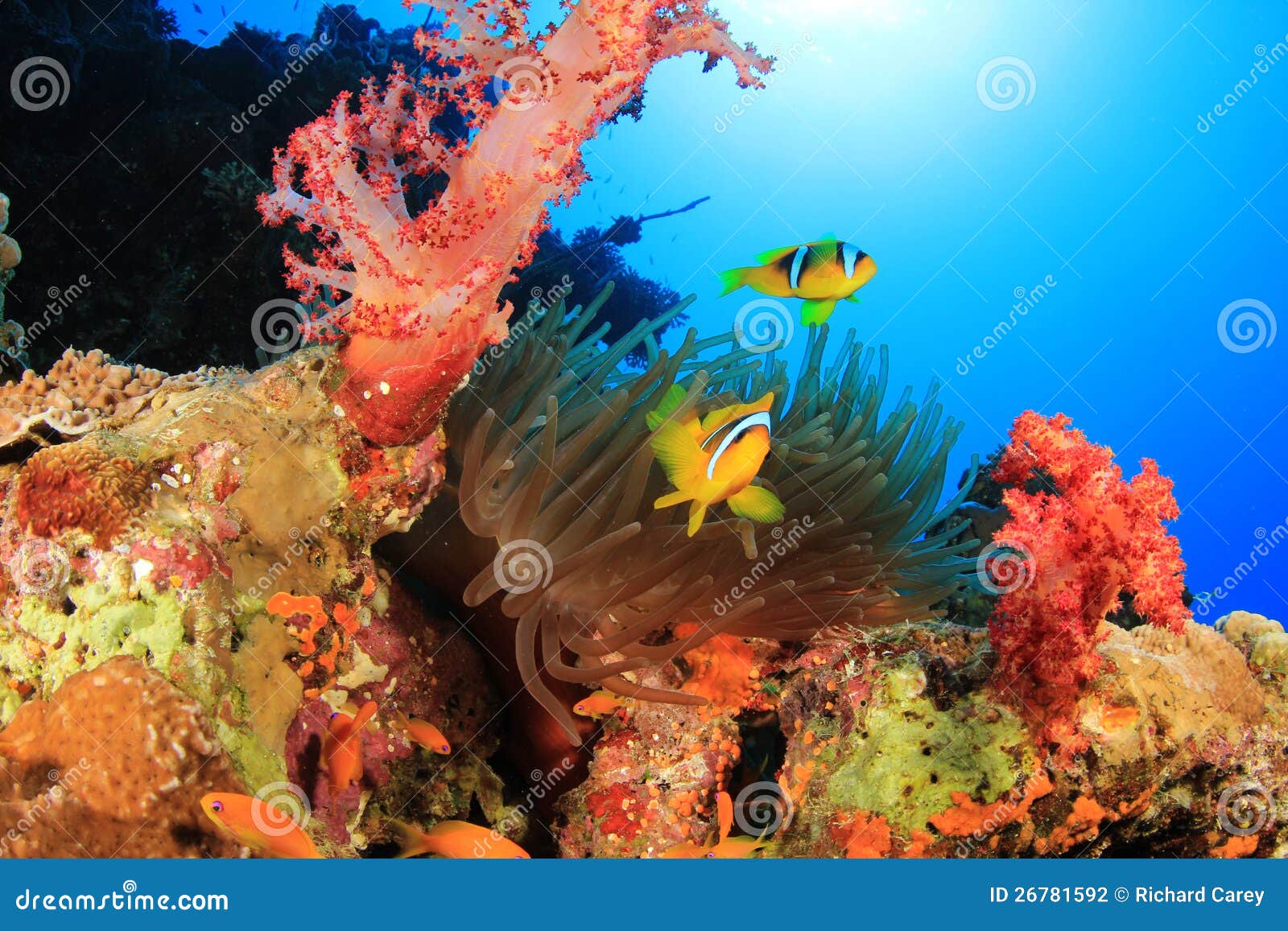 Coral Reef Scene with Clownfish Stock Photo - Image of ocean, marine ...