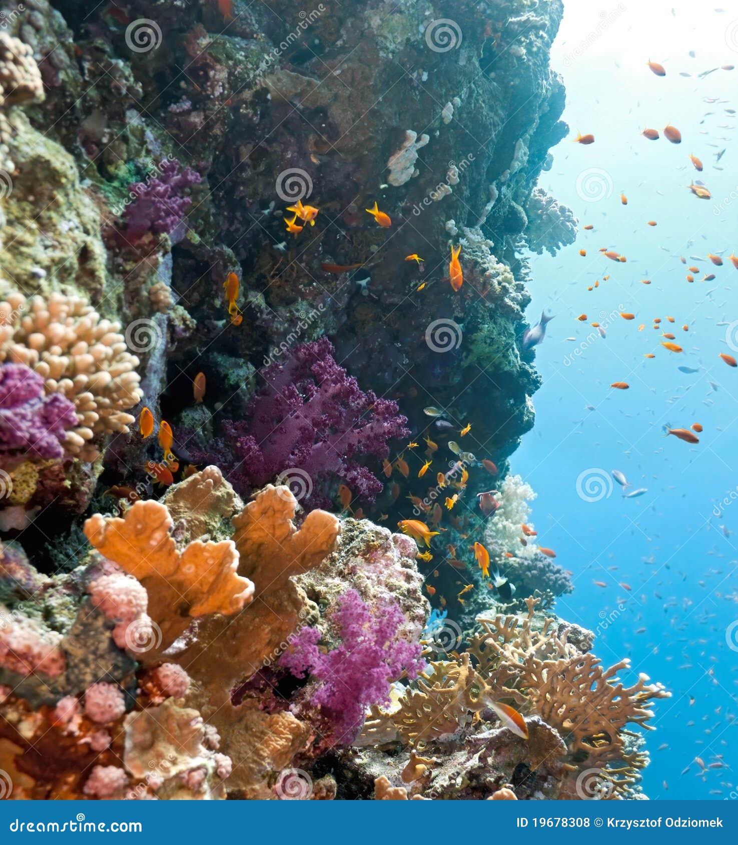 Coral Reef Scene - Panorama Stock Photo - Image of hardcoral, reef ...
