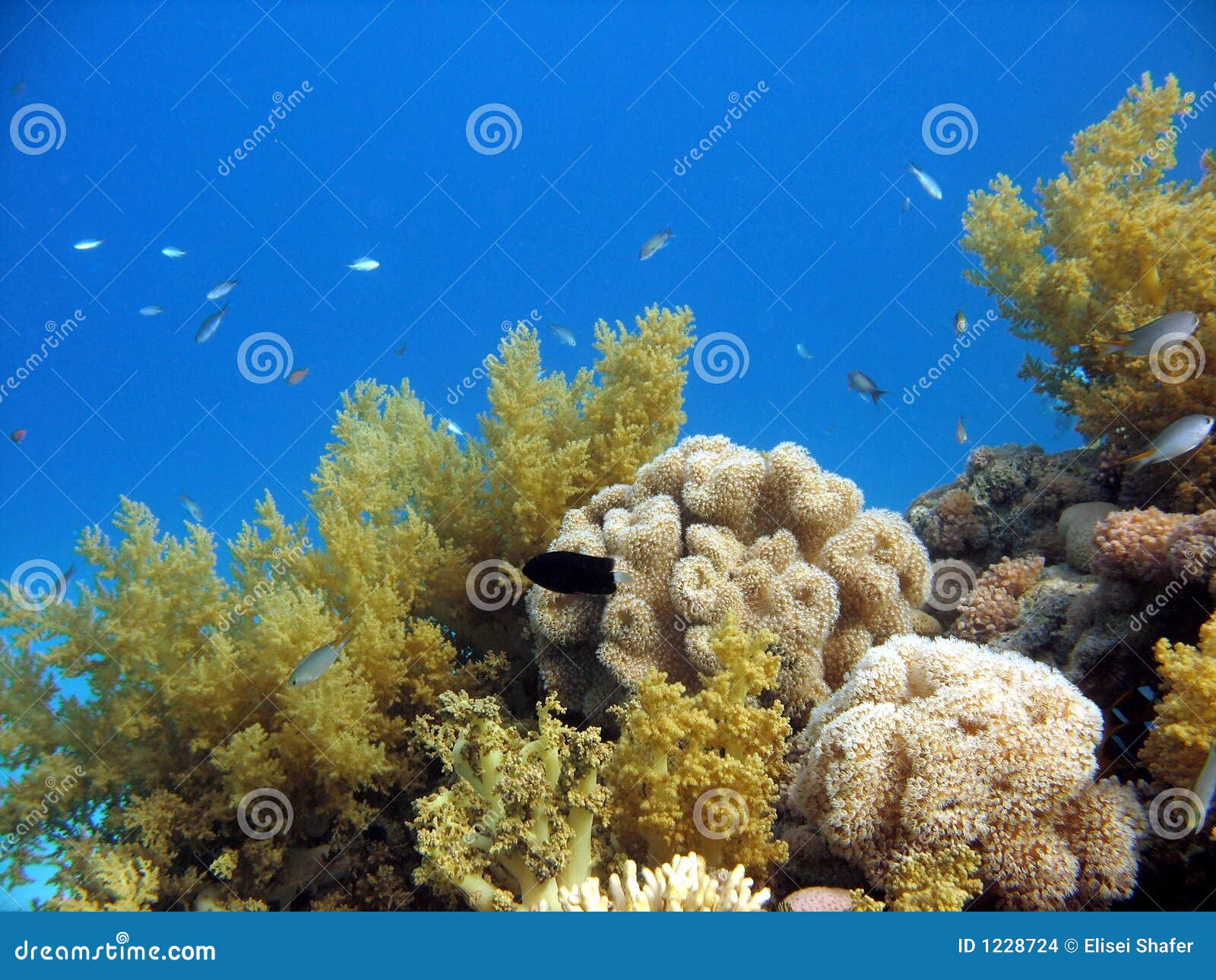 Coral Reef Scene (soft Corals) Stock Photo - Image of holiday, ocean ...