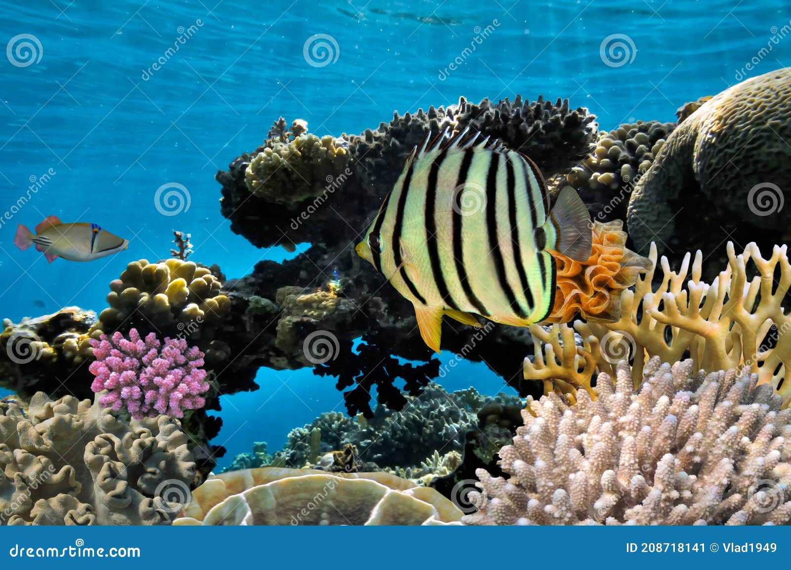 Coral Reef Scene with Tropical Fish in Sunlight Stock Image - Image of ...